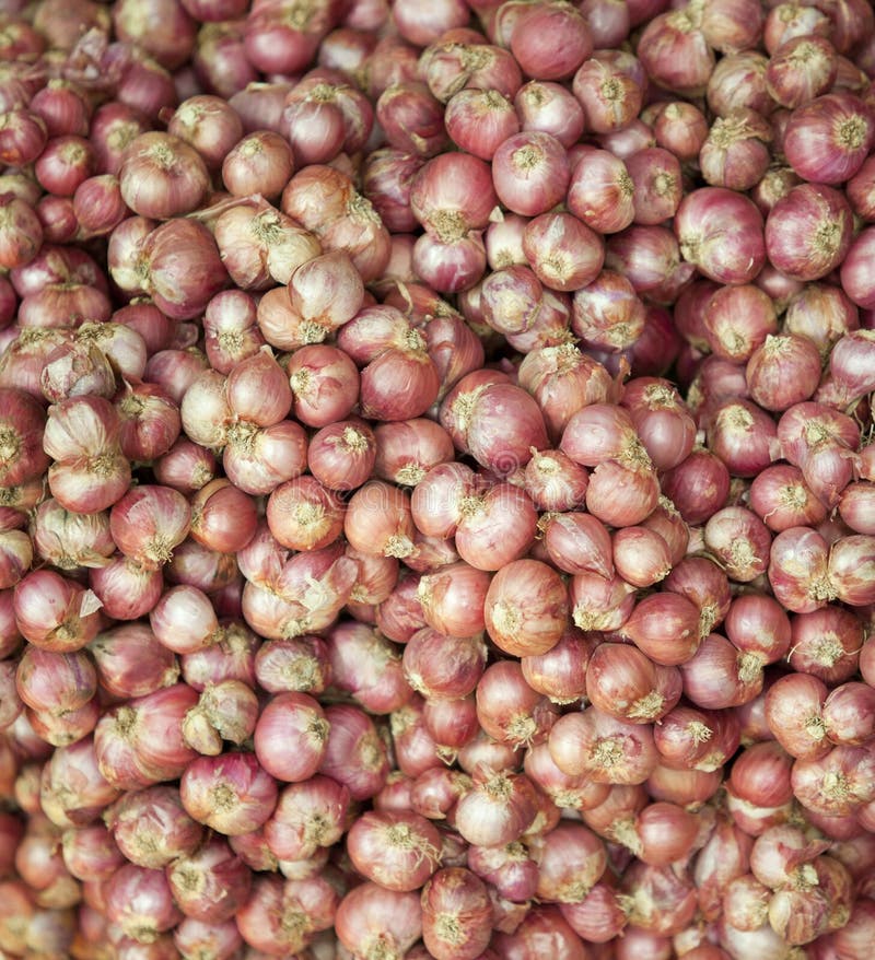 Grupo de chalotes frescos imagen de archivo. Imagen de delicioso - 25095233