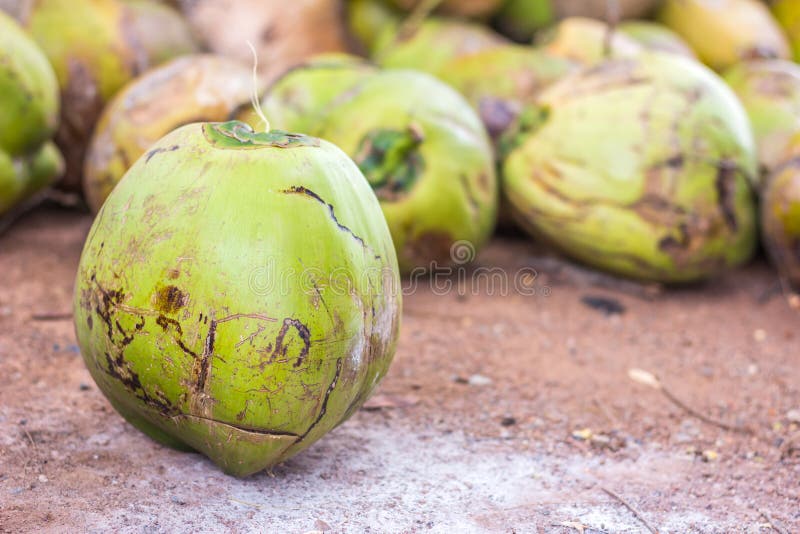Coco verde y maduro imagen de archivo. Imagen de cubo - 56748999