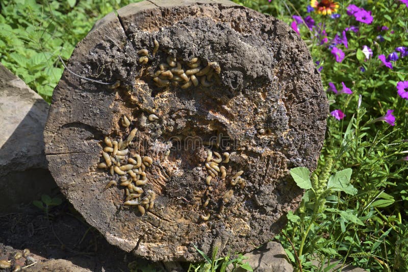 Grupo de comer das lesmas foto de stock. Imagem de habitat - 106581888