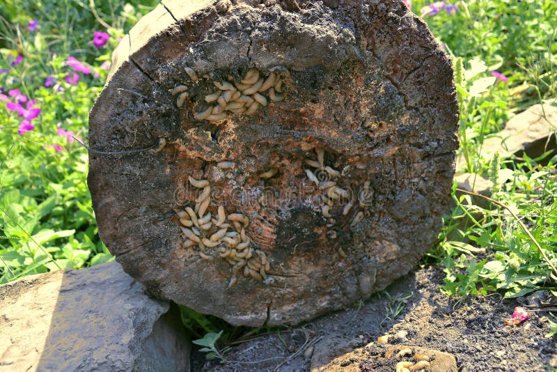 Grupo de comer das lesmas imagem de stock. Imagem de grupo - 106581917