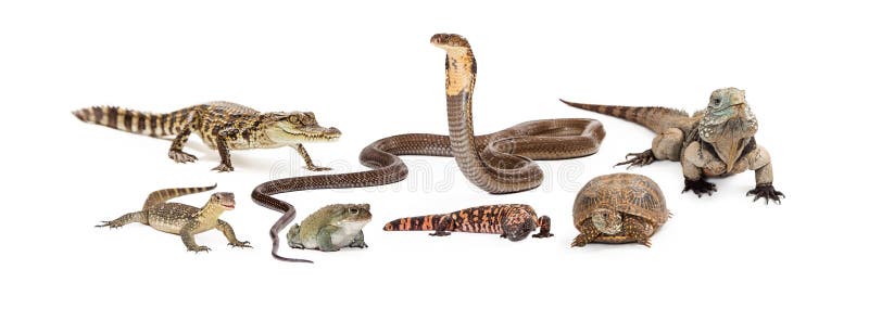 Collage Con Los Reptiles Y Los Anfibios Imagen de archivo - Imagen de ...