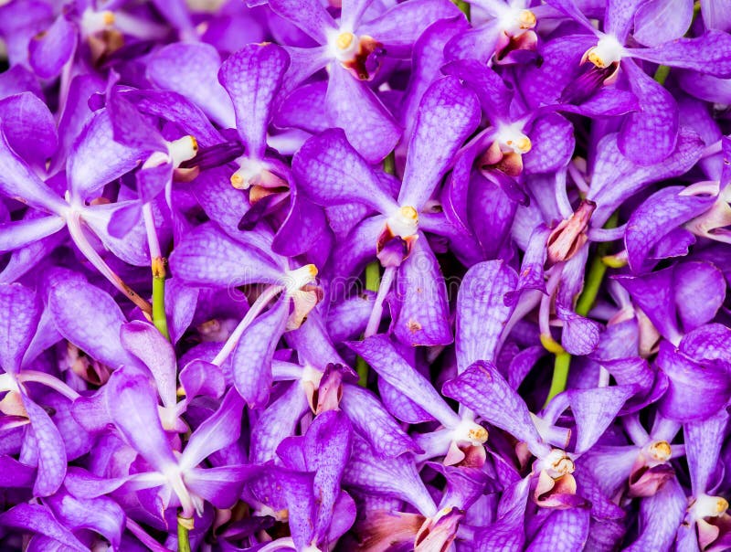 Grupo de flor de Vanda foto de archivo. Imagen de primer - 73895370