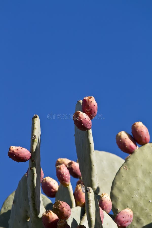 Grupo de frutas do cacto foto de stock. Imagem de saturated - 4028178