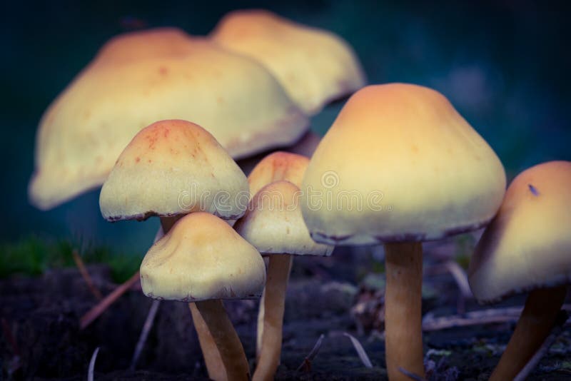 Grupo de hongos foto de archivo. Imagen de setas, grupo - 200229586