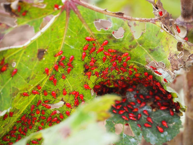 Grupo de insectos rojos imagen de archivo. Imagen de rojo - 69548911