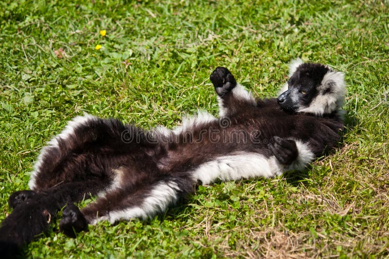 Grupo de lemus relajante imagen de archivo. Imagen de lémur - 45979667