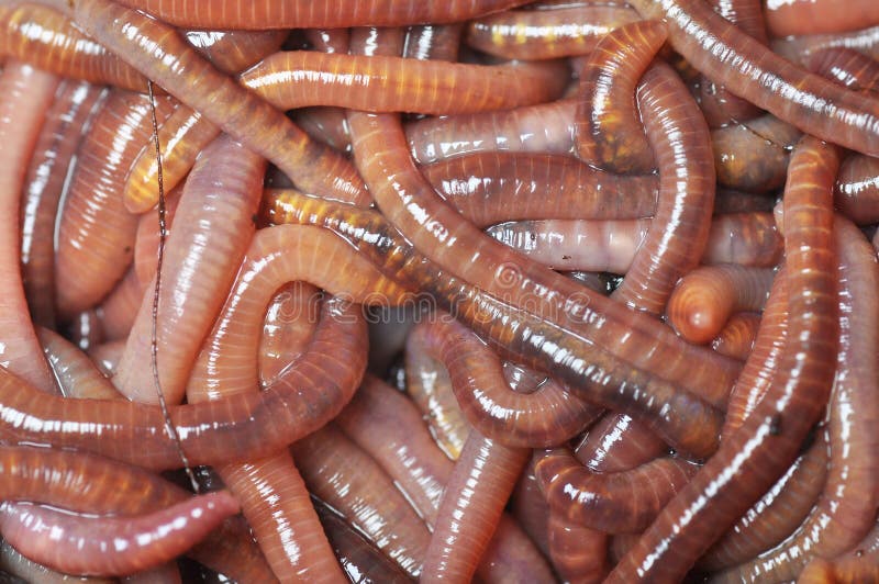 Grupo De Lombrices De Tierra Foto de archivo - Imagen de agricultura ...