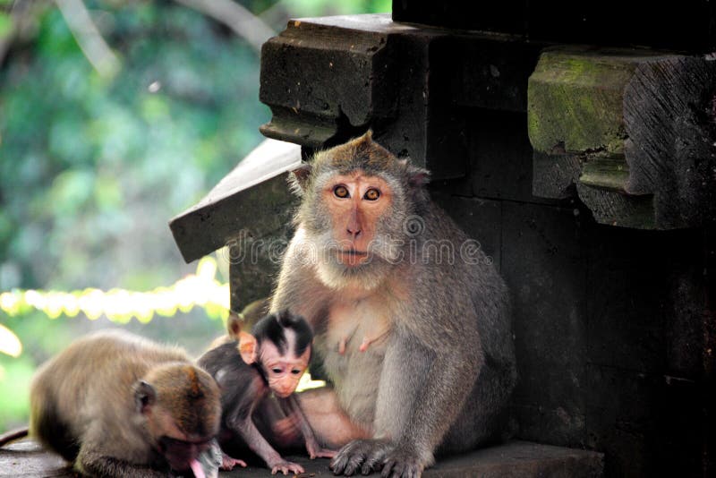 Grupo De Macacos Que Sentam-se De Volta à Câmera Foto de Stock - Imagem ...