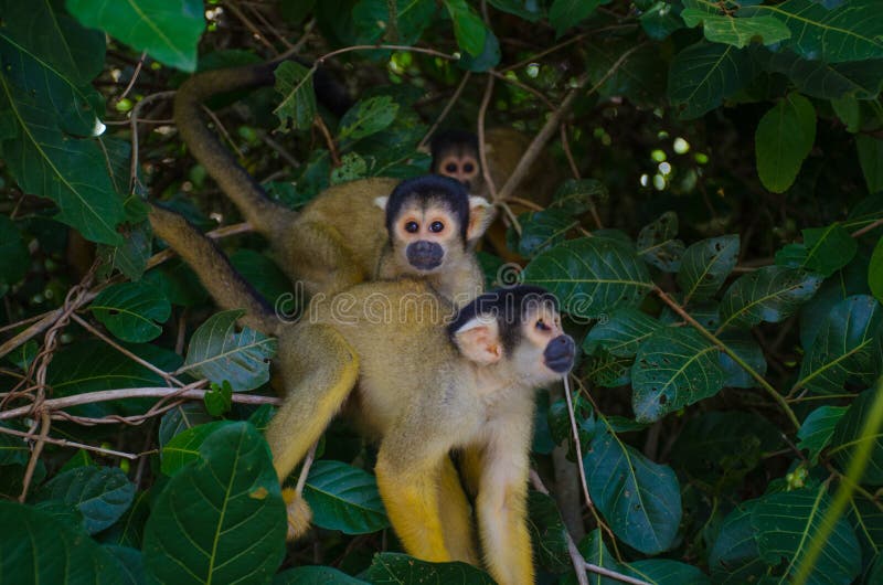 Grupo De Macacos Pequenos Bonitos Foto de Stock - Imagem de pouco ...
