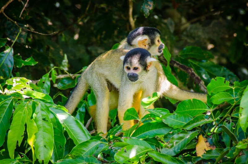 Grupo De Macacos Pequenos Bonitos Imagem de Stock - Imagem de selva ...