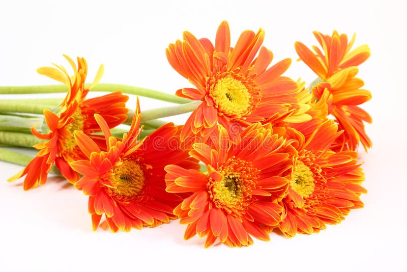 Flor Alaranjada Do Gerbera Isolada No Branco Imagem de Stock - Imagem ...