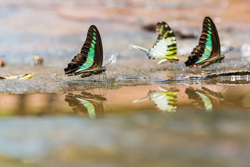 Grupo De Mariposas De Graphium Imagen de archivo - Imagen de criatura ...