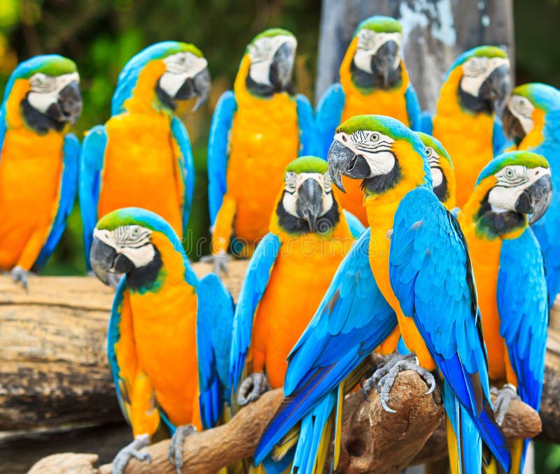 Grupo De Papagaios Da Arara Imagem de Stock - Imagem de mosca, bonito ...
