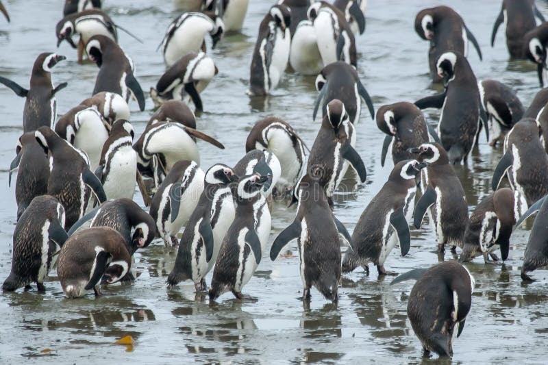 Grupo De Pinguins-rei Na Praia Imagem de Stock - Imagem de vista ...