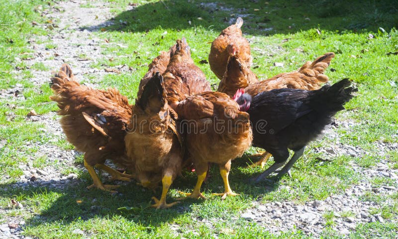 Grupo de pollos comiendo foto de archivo. Imagen de cuidado - 156630402