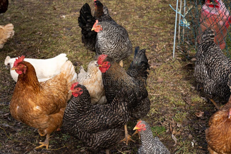 Grupo De Pollos En Un Campo Foto de archivo - Imagen de animal, pollo ...