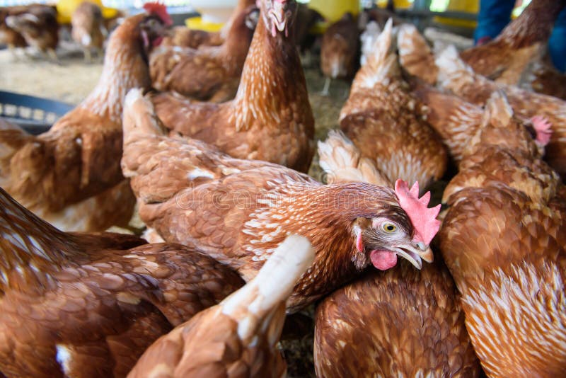 Grupo De Pollos De La Granja Foto de archivo - Imagen de alimento ...