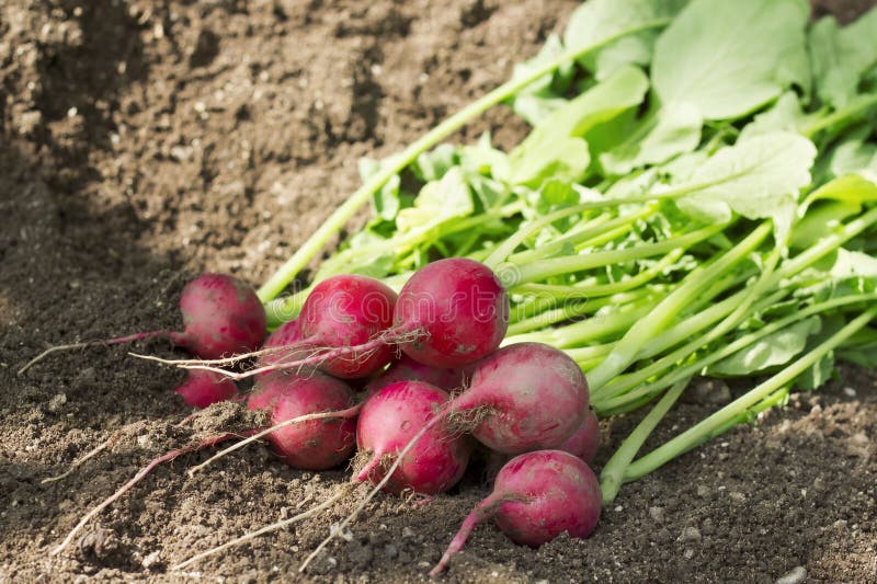 Grupo De Rabanetes Na Sujeira Foto de Stock - Imagem de folheia, mola ...