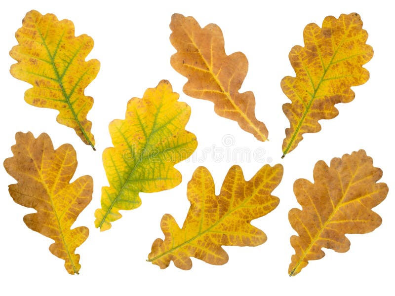 Conjunto De Sete Folhas De Carvalho Isoladas Sobre Fundo Branco Imagem ...