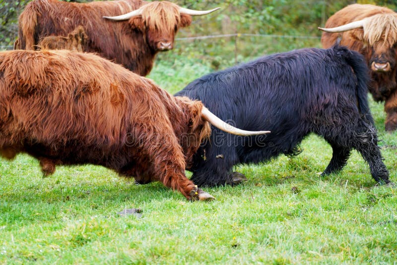 Grupo De Toros Peleando Sobre Hierba Verde Foto de archivo - Imagen de ...