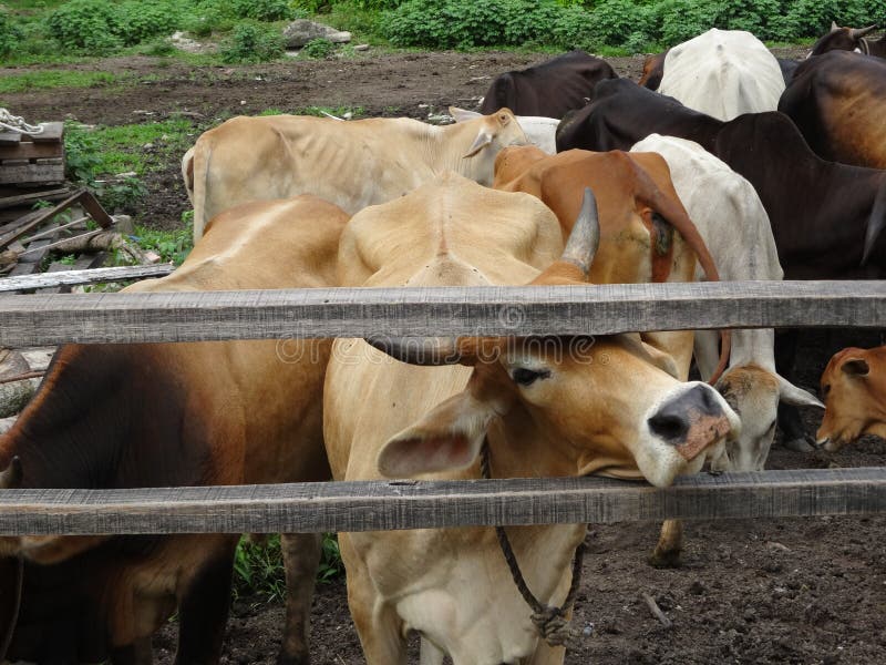 Las vacas en rancho foto de archivo. Imagen de cubo, paisaje - 11677888