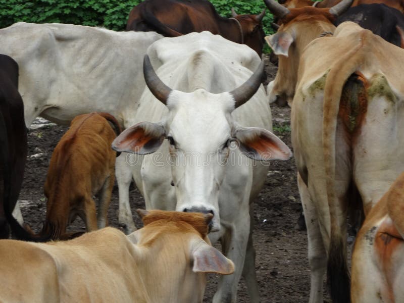 Grupo De Vacas En El Rancho Imagen de archivo - Imagen de asia, vaca ...