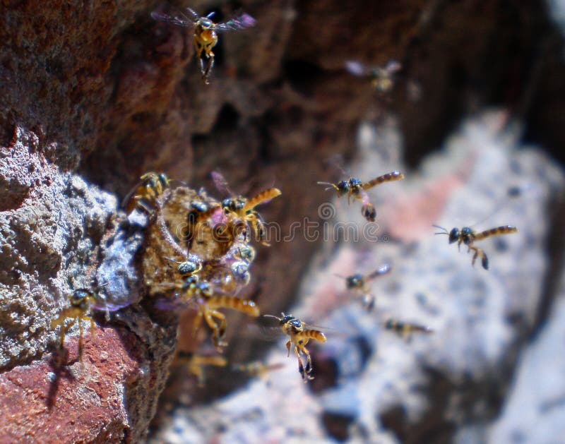 Tetragonisca Angustula Jatai Bess En Vuelo Cerca - Abeja Sin Aguijón ...