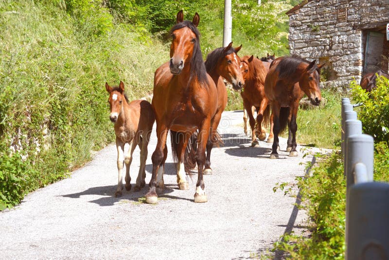 Grupo Del Caballo Con El Potro Foto de archivo - Imagen de casa ...