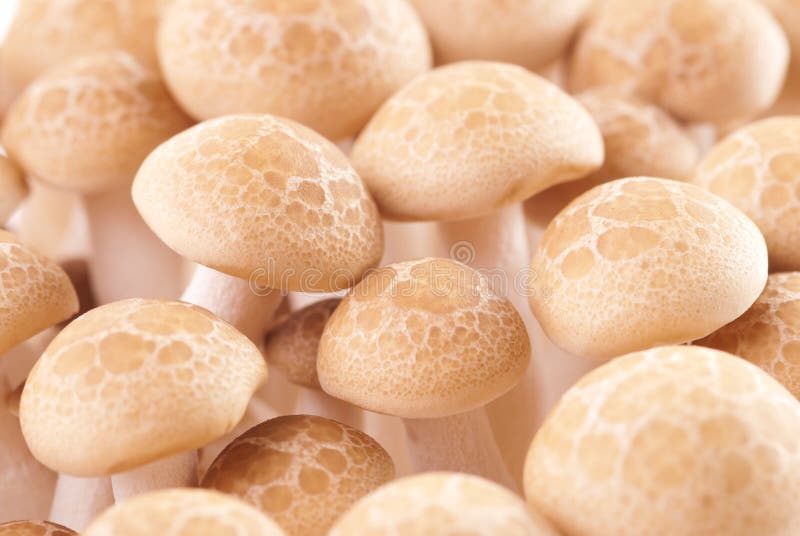 Grupo fresco de la seta. foto de archivo. Imagen de alimento - 21429622