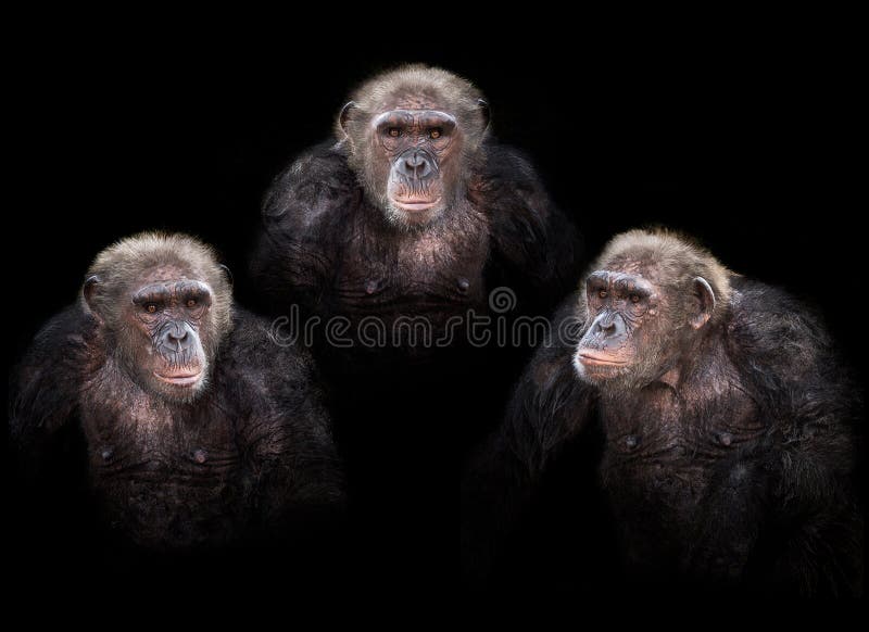 Esqueleto Do Chimpanzé Isolado No Branco Foto de Stock - Imagem de ...