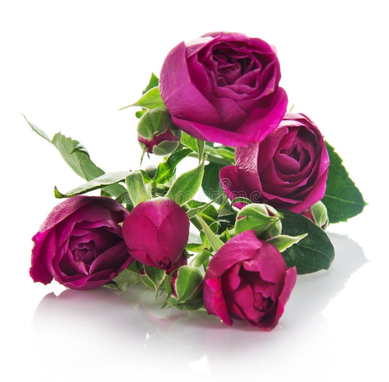 Grupo violeta das rosas imagem de stock. Imagem de isolado - 35180315