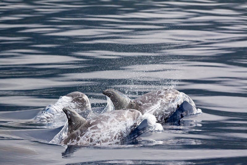 Grupos De Delfínes De Risso Foto de archivo - Imagen de azores, salvaje ...