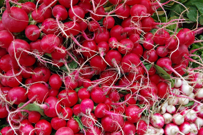 Grupos e raizes de Radishe foto de stock. Imagem de raizes - 74703860