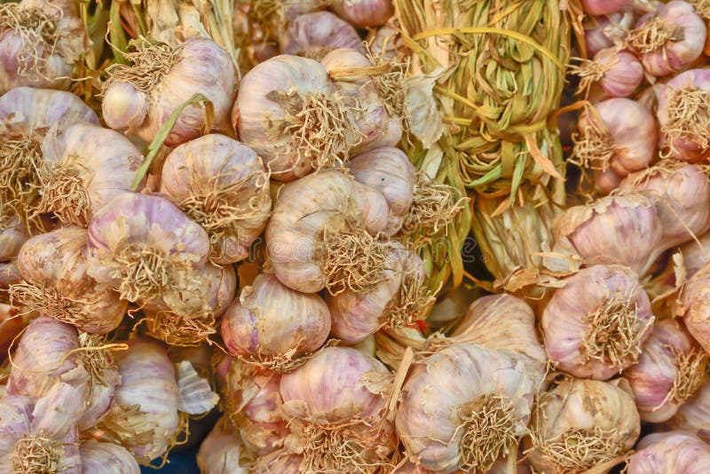 Alho branco e roxo foto de stock. Imagem de alho, roxo - 15857120