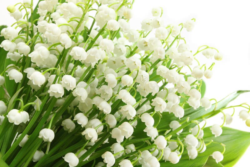 Liljekonvalj fotografering för bildbyråer. Bild av skönhet - 38574687