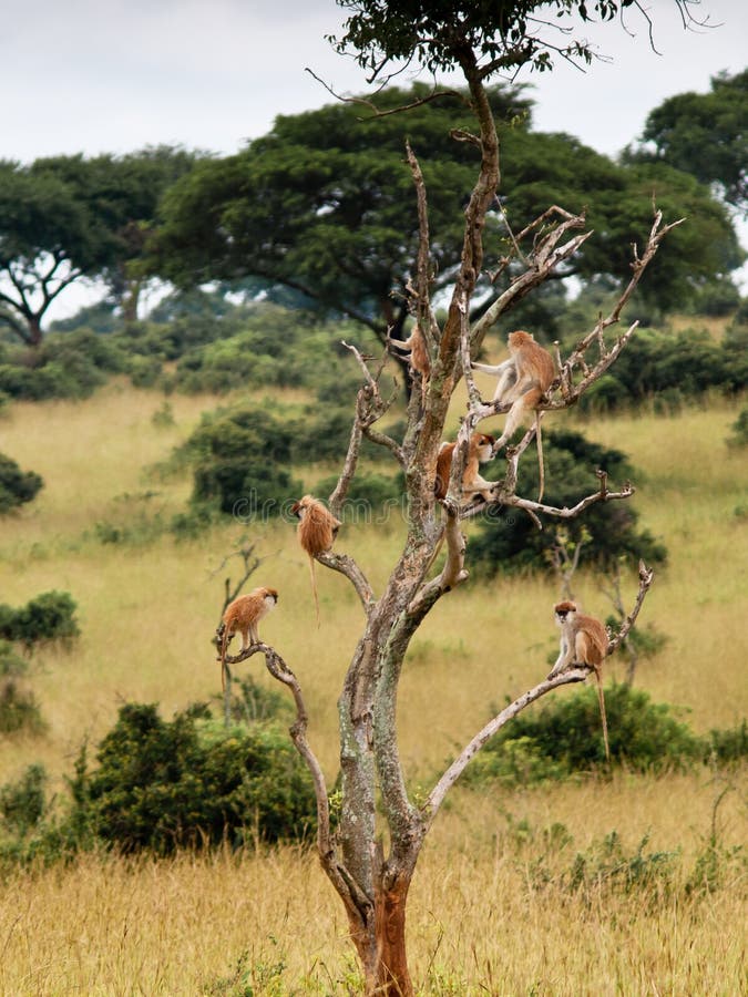 Eine Gruppe Von Affen Sitzt in Einem Baum Stockfoto - Bild von affe ...