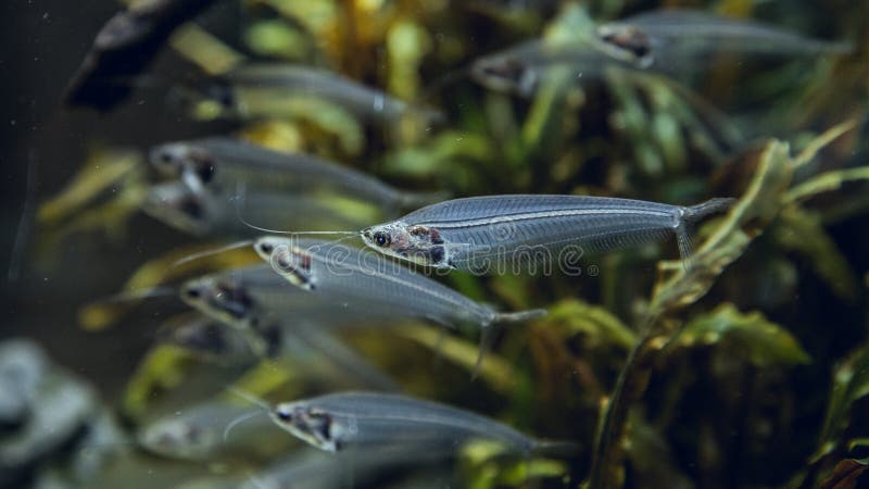 Graue Fische Stock-Fotos - Laden Sie 1,183 Royalty-Free Fotos herunter