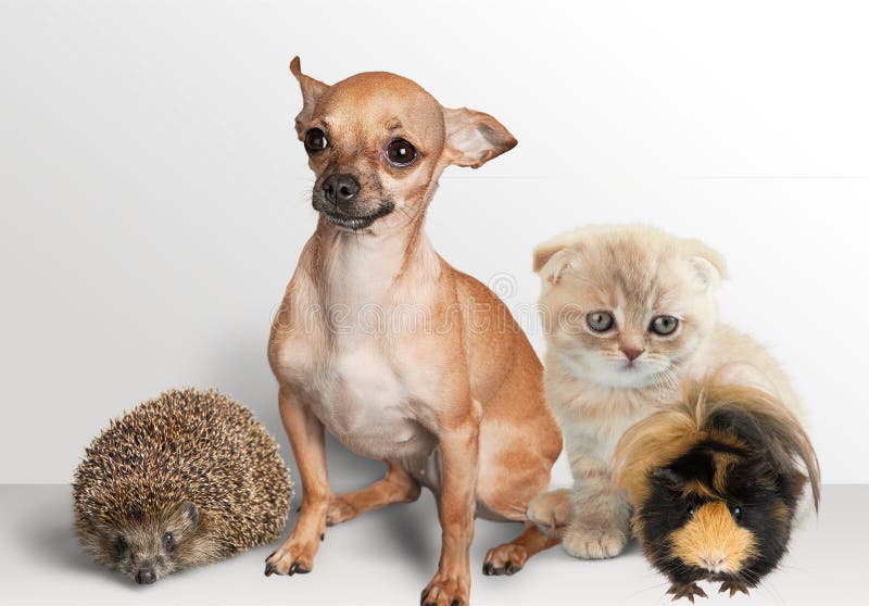 Gruppe Haustiere stockfoto. Bild von apportierhund, familie - 118496324