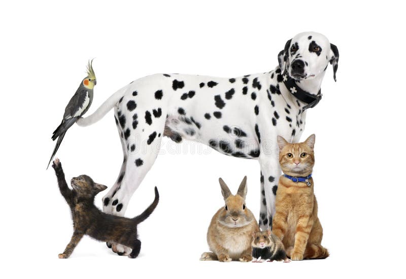 Gruppe Haustiere, Die Vor Weißem Hintergrund Sitzen Stockfoto - Bild ...