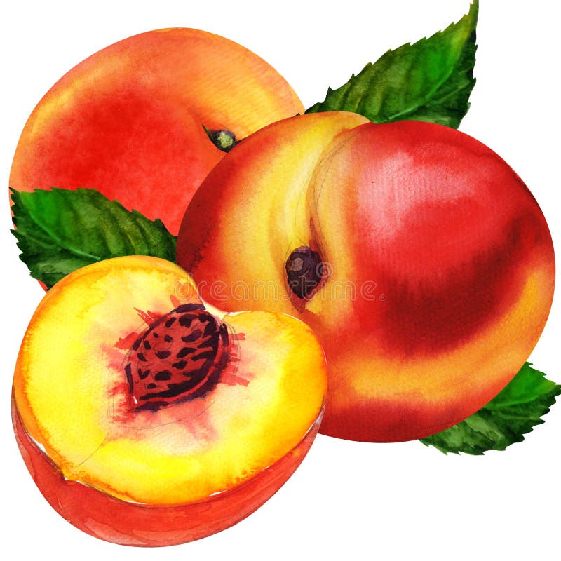 Gruppe Pfirsiche stock abbildung. Illustration von zeichnung - 44031871