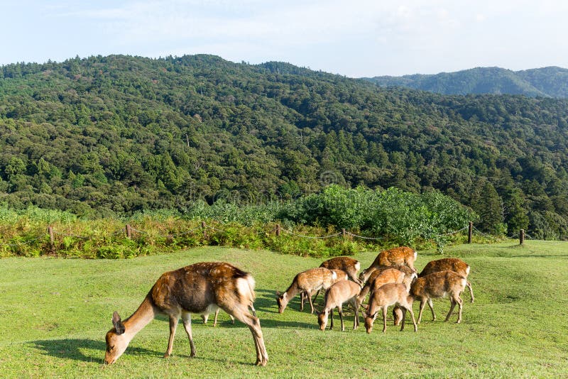 Rotwild, Die Aus Den Grund Liegen Stockfoto - Bild von nett, enge: 91899062