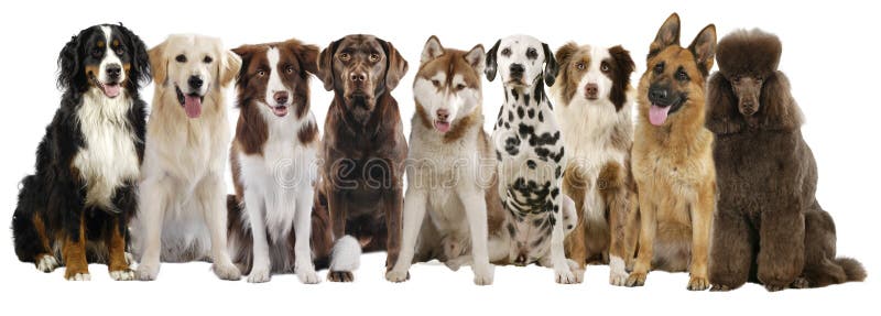 Gruppe Verschiedene Große Hunderassen Stockfoto - Bild von deutsch ...
