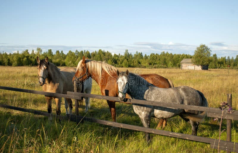 Gruppe Von Drei Jungen Pferden Stockfoto - Bild von reiter, bauernhof ...