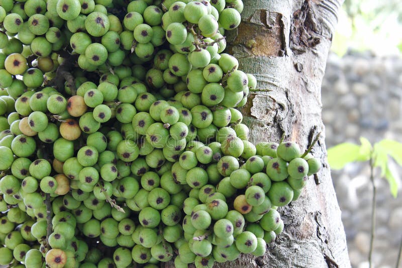 Ficus Racemosa Aththikka Cluster Fig Tree the Cluster Fig Red River Fig ...