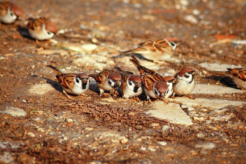 Gruppe Spatzen, Die Samen Von Der Gartenvogelzufuhr Auf Einem Sonnigen ...