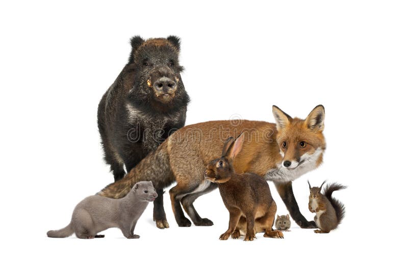 Gruppe wilde Tiere stockbild. Bild von haustier, kaninchen - 72544105