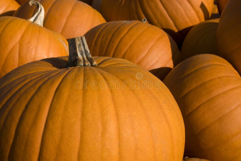 Grupphalloween pumpor arkivfoto. Bild av stamma, falla - 11328794