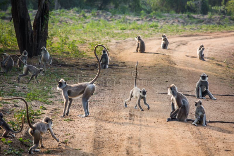 39,265 Scimmie Foto - Foto Stock Gratis e Royalty-Free da Dreamstime