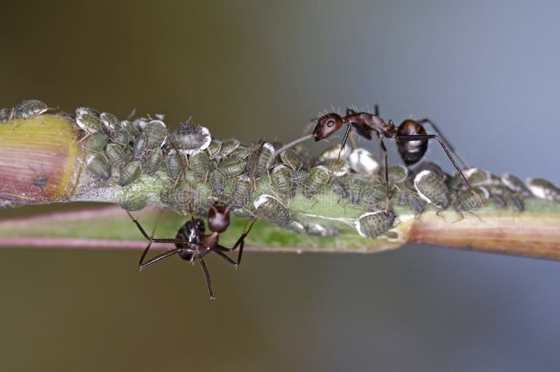 Gruppo Di Afide Sul Tiro Della Pianta Immagine Stock - Immagine di ...