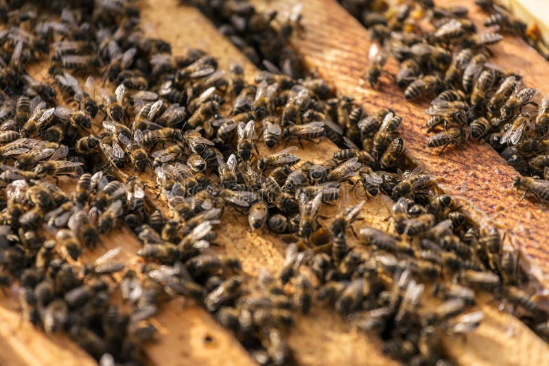 Gruppo Di Ape O Di Ape Mellifica, Apis Mellifera Fotografia Stock ...